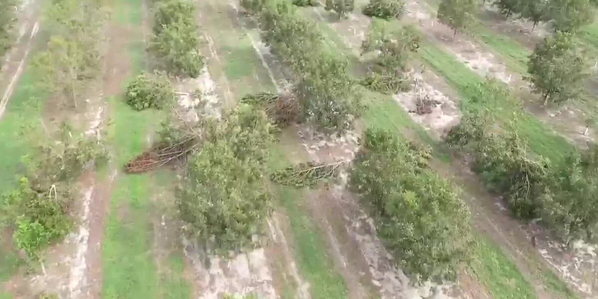 Sen. Ossoff pushes for bipartisan support for agriculture disaster ... Sen. Ossoff pushes for bipartisan support for agriculture disaster ...